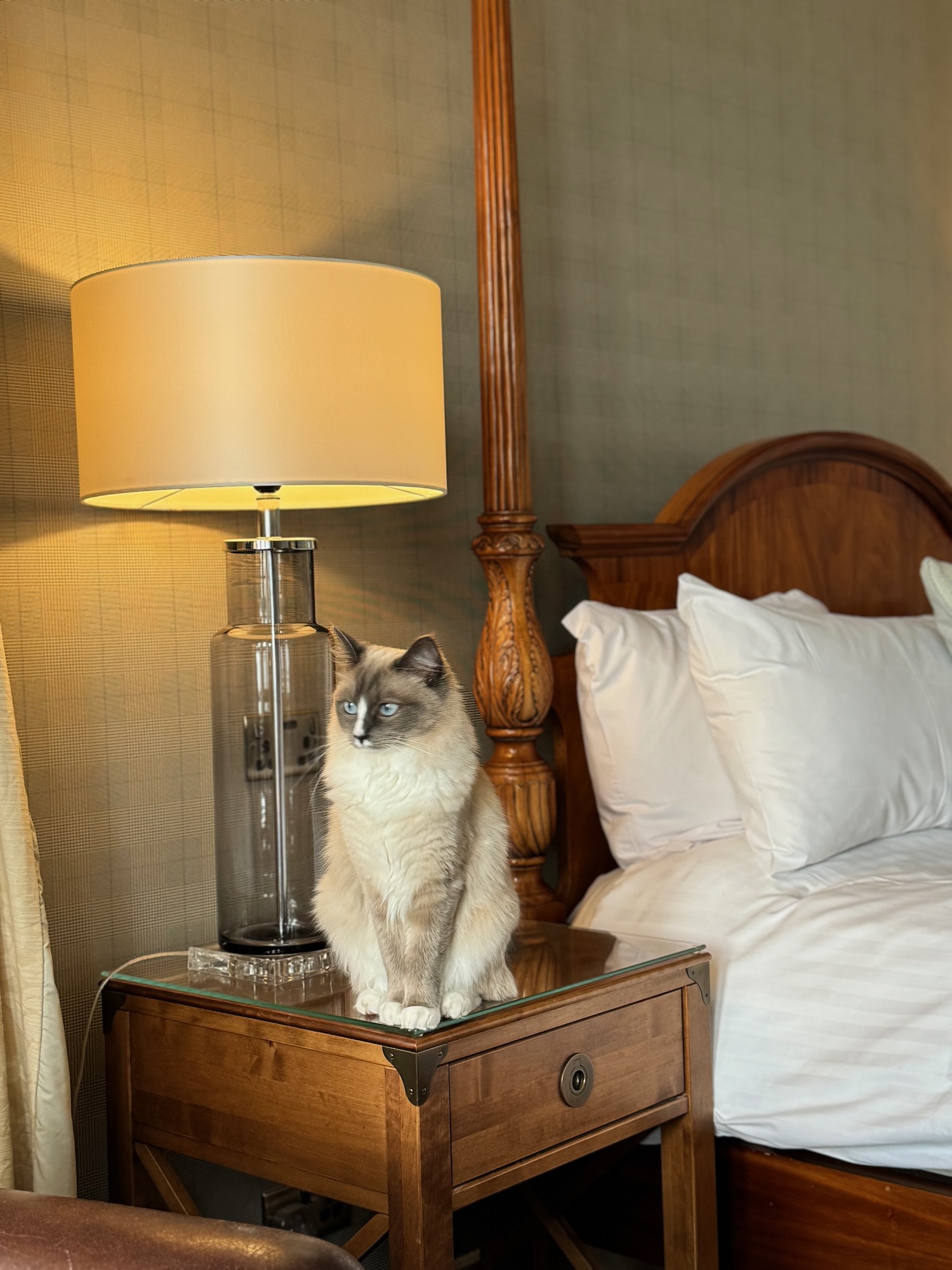 Traveling In The UK With Feline Companions? Discover Our Favourite ...